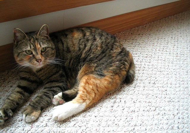 The 10 Oldest Cat Breeds In Existence