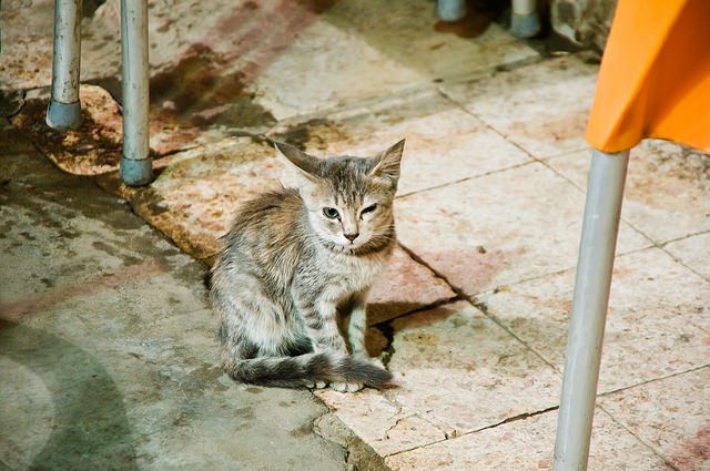 10 Places In The World That Absolutely LOVE Cats