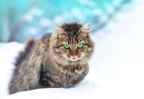 The 10 Oldest Cat Breeds In Existence