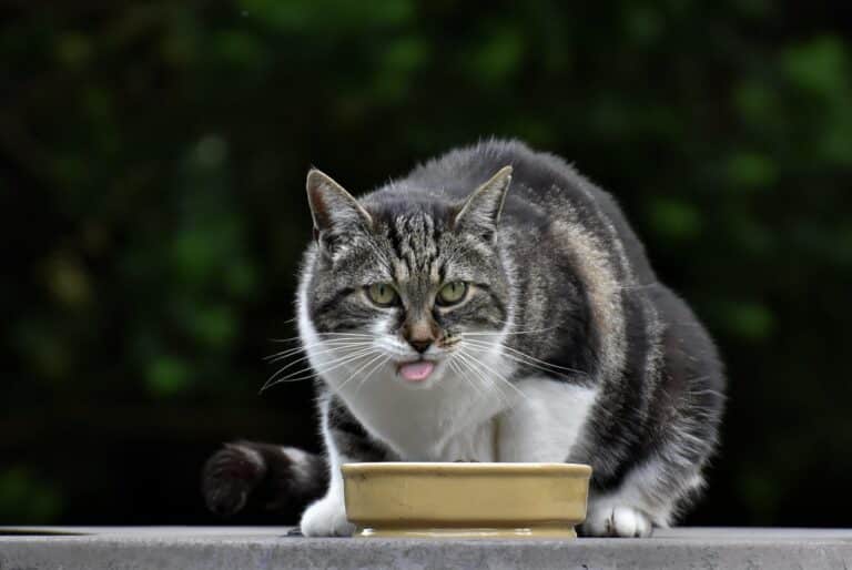 7 Best Fish Cat Treats