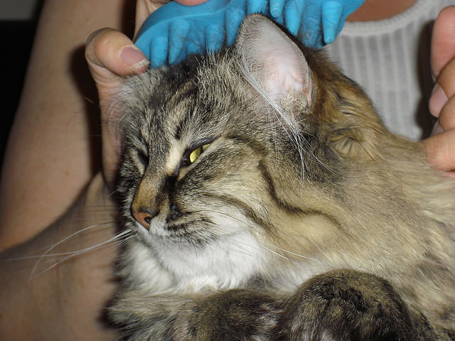 Jackson Galaxy’s 6 Steps To Properly Introduce Cats