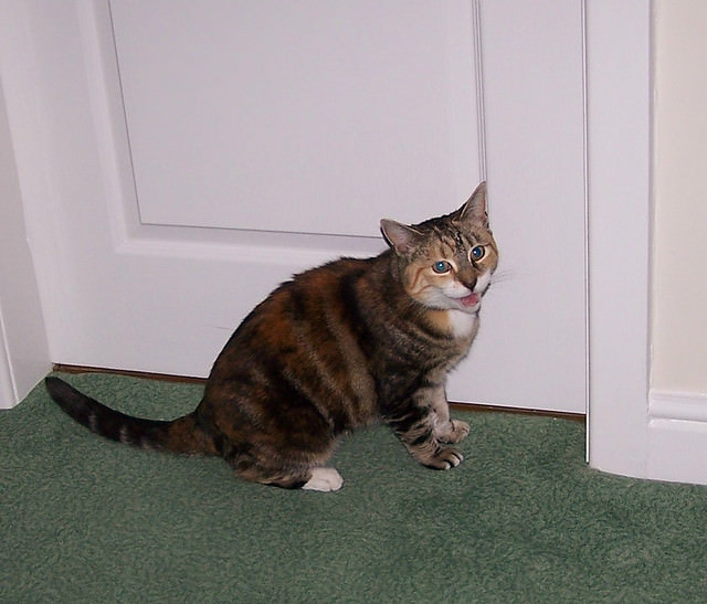 Jackson Galaxy’s 6 Steps To Properly Introduce Cats