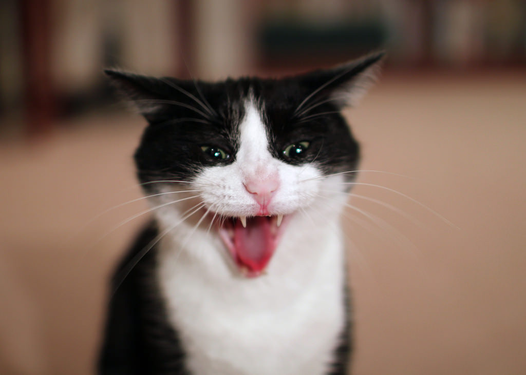 8 Tips for Socializing Your Shy Cat