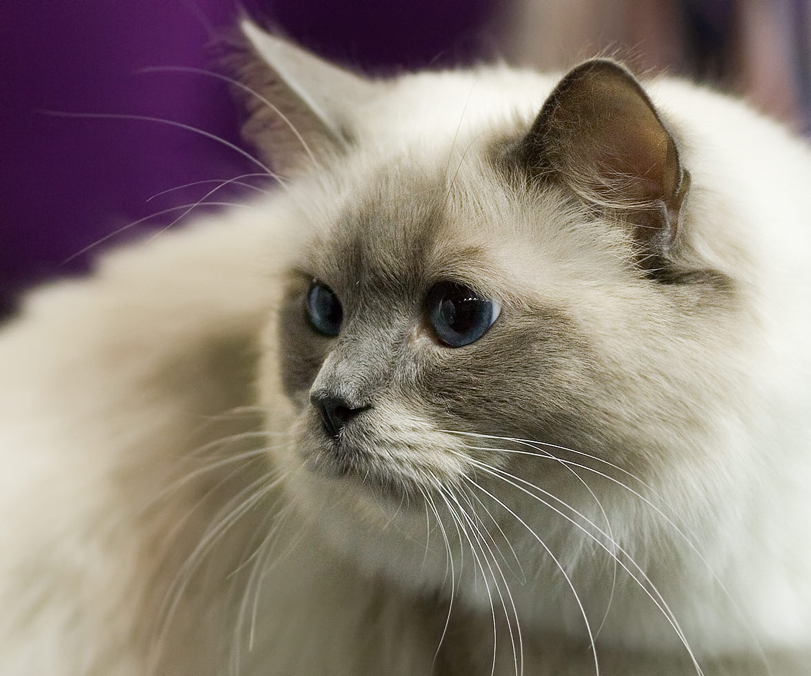 The Top 10 Cat Names Of 2014 IHeartCats The Top 10 Cat Names Of 2014 IHeartCats