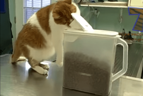 Caught In The Act - Sneaky Cats Busted