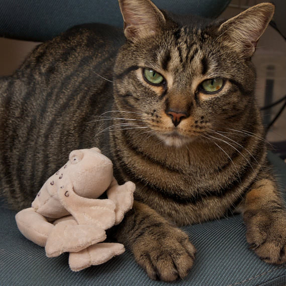 10 Unique Handmade Cat Products