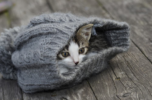 10 Fun Facts About Kittens!