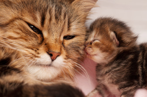 10 Fun Facts About Kittens!