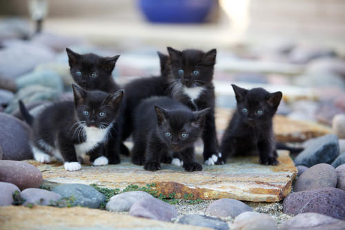 10 Fun Facts About Kittens!
