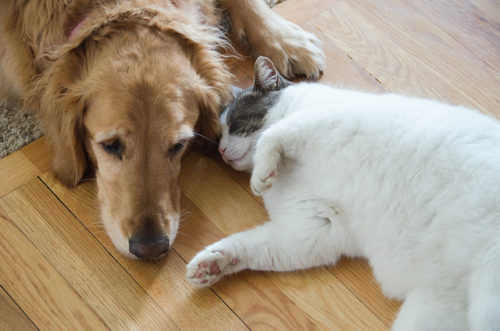 The 8 Best Dog Breeds For Cats