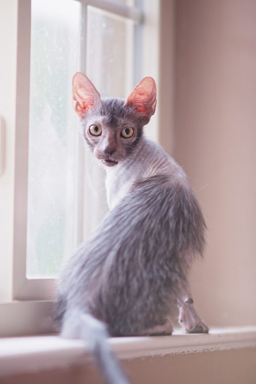 Meet The Lykoi - The "Wolf" Cat | Home Healthcare