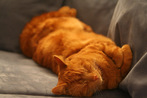 5 Cose che i gatti amano più di ogni altra cosa | Rencana