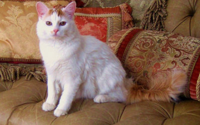 5 Things You Didn't Know About The Turkish Van