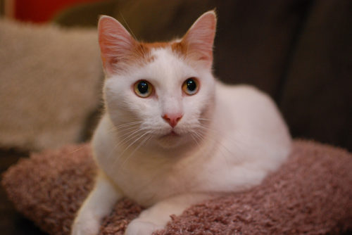 5 Things You Didn't Know About The Turkish Van