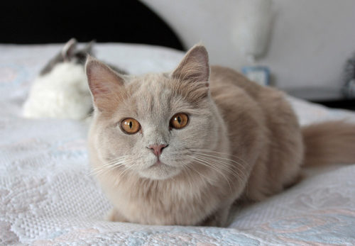 7 Rare Cat Coat Colors