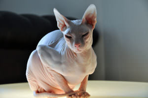 15 Weirdest Looking Cat Breeds