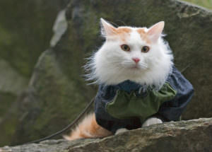 The 15 Hairiest Cat Breeds