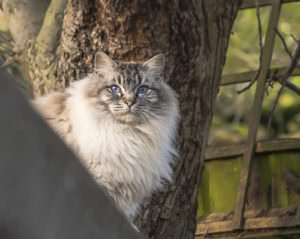 The 15 Hairiest Cat Breeds