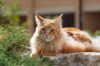 The 15 Hairiest Cat Breeds