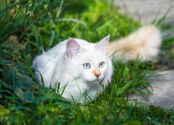 The 15 Hairiest Cat Breeds