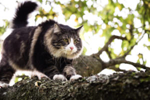 The 15 Hairiest Cat Breeds
