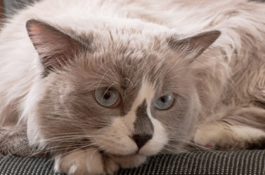 The 15 Hairiest Cat Breeds
