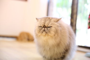 The 15 Hairiest Cat Breeds
