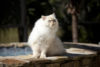 The 15 Hairiest Cat Breeds