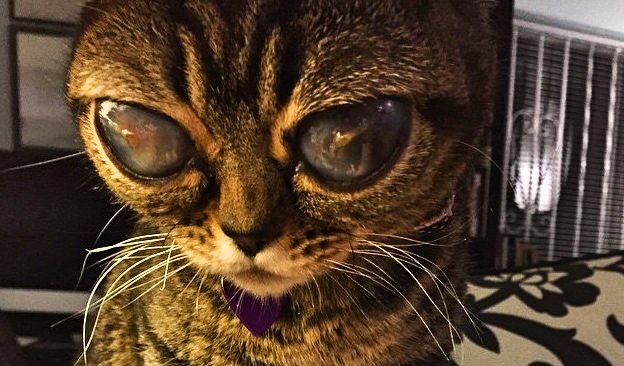 Matilda The Alien Cat Is Becoming An Instagram Star | iHeartCats.com ...