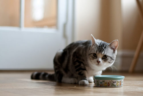 8 Critical Behavior Changes To Watch Out For In Your Cat