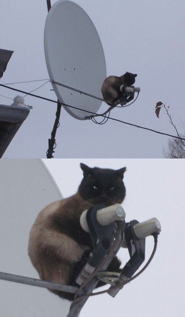 15 Professional Cat Spies Watching Your Every Move