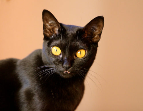 7 Cat Breeds That Look Like Wild Animals