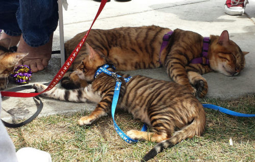 7 Cat Breeds That Look Like Wild Animals