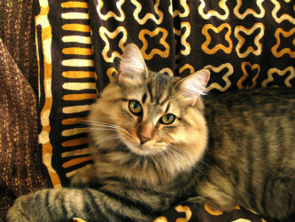 7 Cat Breeds That Look Like Wild Animals