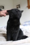 Gray Kitten Shocks Rescuers By Changing Colors As He Grows