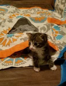 Foster Parent Finds A Crafty Way To Keep Kitten Close