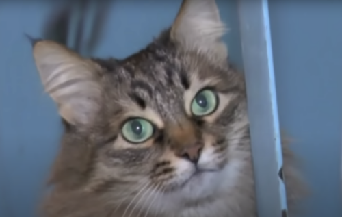 Heroic Cat Saves Abandoned Baby From Freezing To Death