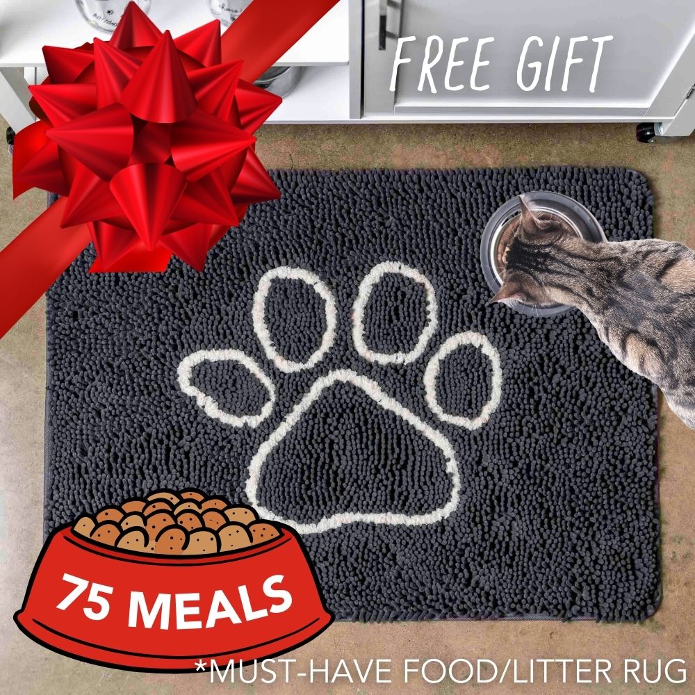 10 Years of Pawsitive Impact: Celebrating iHeartCats Heroes ...