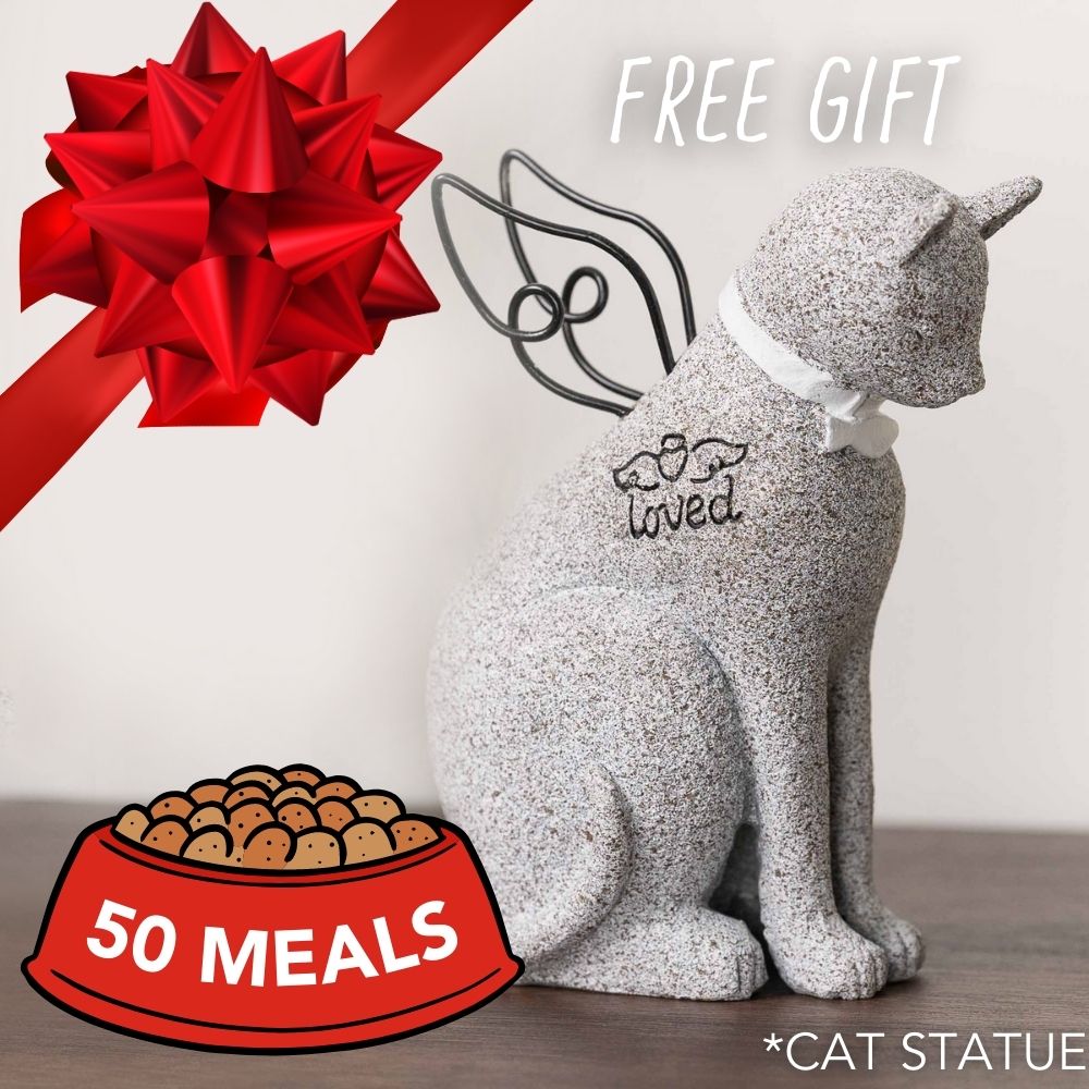 10 Years of Pawsitive Impact: Celebrating iHeartCats Heroes ...