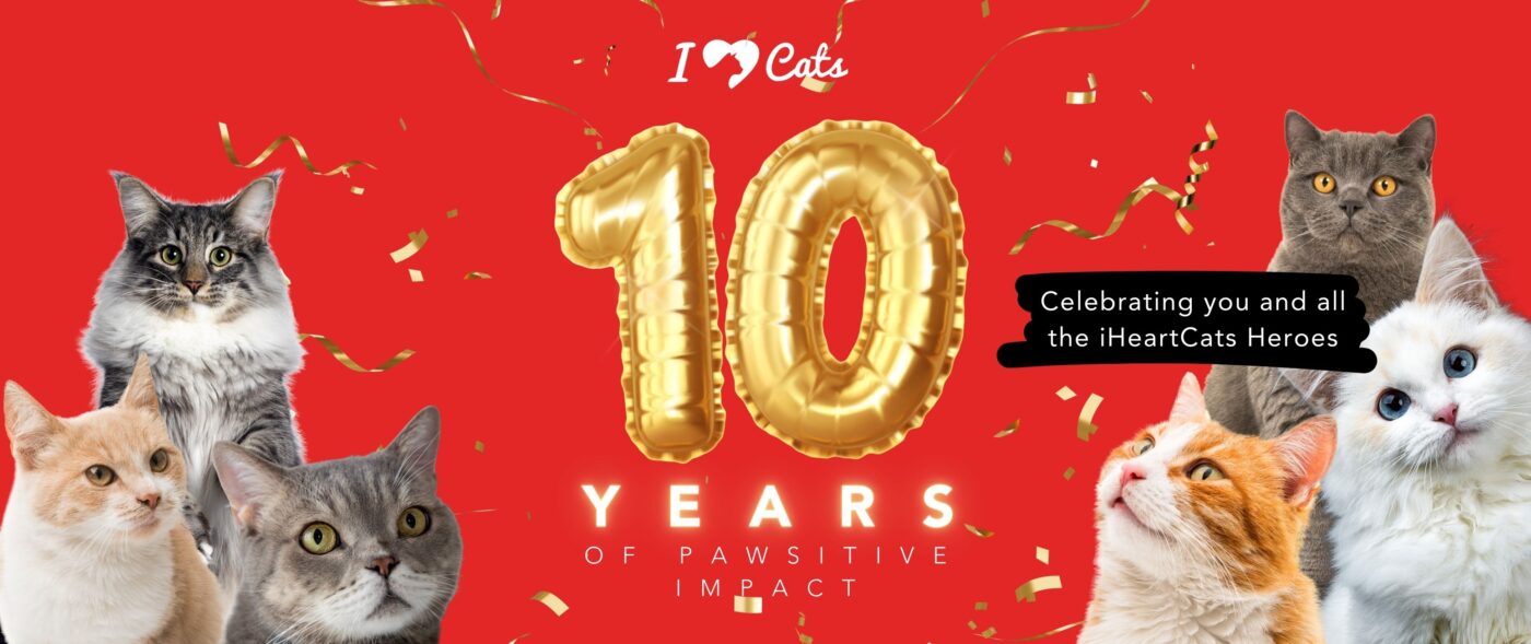 10 Years of Pawsitive Impact: Celebrating iHeartCats Heroes ...