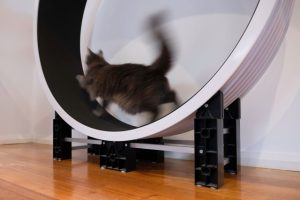 6 Best Cat Wheel Products To Keep Your Furry Friend In Shape