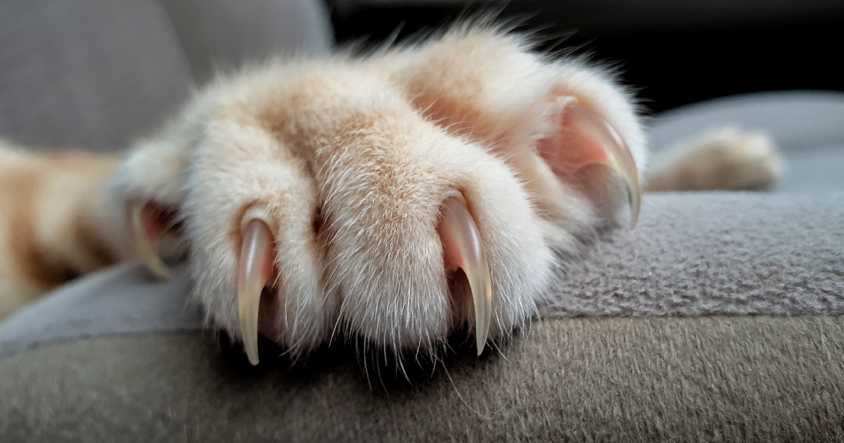 CattyCorner Why Do Cats Shed Their Claws 