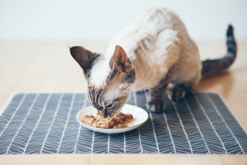 The 16 Best Cat Foods For Optimal Feline Health And Happiness