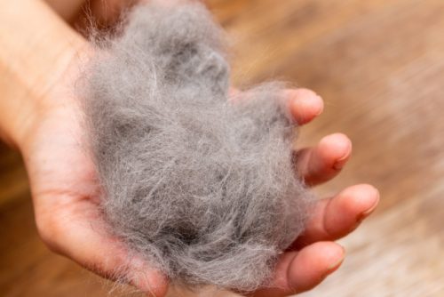 CattyCorner: Why Do Cats Eat Fur Off The Floor, Couch, Or Wherever They ...