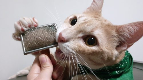 Is Your Cat Eating Fur? Here’s What It Really Means