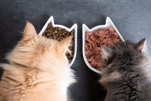 The 16 Best Cat Foods For Optimal Feline Health And Happiness