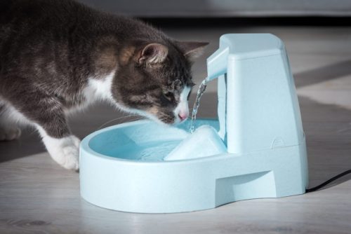 The 8 Best Cat Water Fountains To Encourage Healthy Hydration