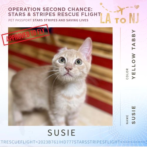 Stars, Stripes, and Saving Lives Rescue Flight - Donate To Help Shelter ...