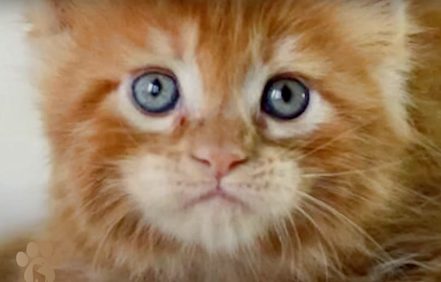 Girl Purchased Scraggly Kitten For A Dollar, Turns Out He's Worth A Fortune