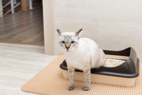The 5 Best Cat Litter Mat Choices To Reduce Litter Tracking